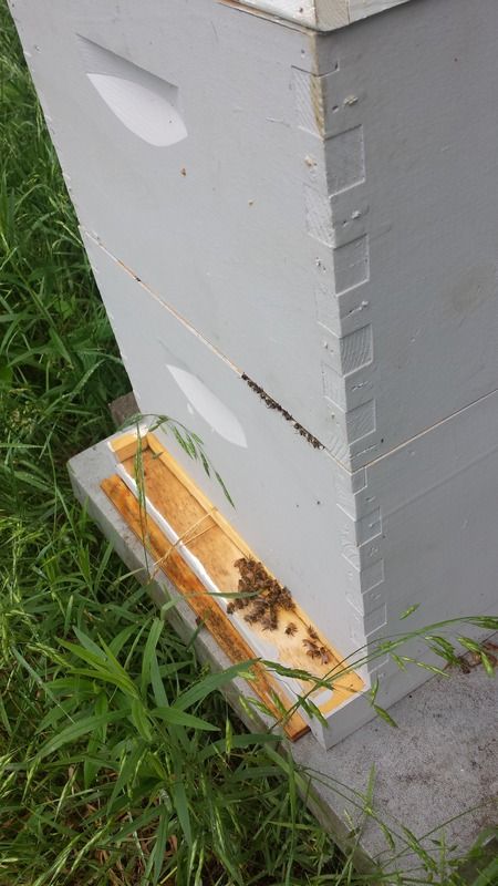 Bees in the crack | Beesource Beekeeping Forums